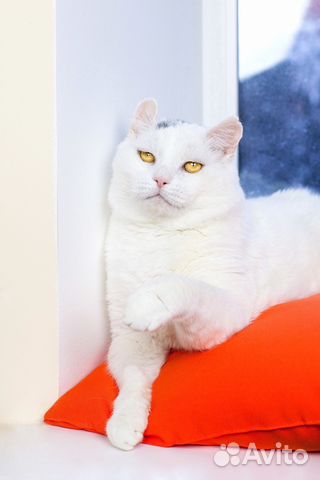 Белый кот Зефир