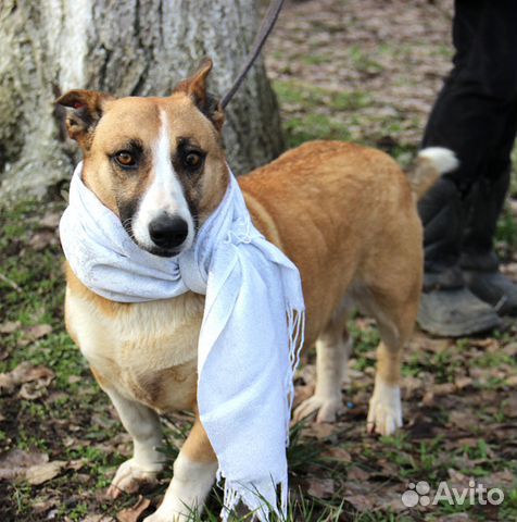 Девочка-милашка в дар