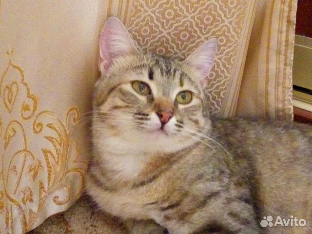 Котенок 9мес табби шпротик,привита,стерилизованна