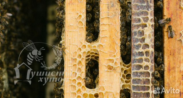 Пчелопакеты Карника и Бакфаст