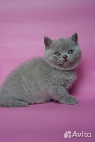 Лиловые котята