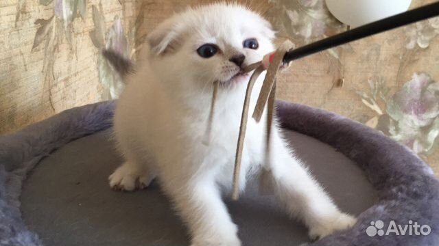 Синеглазый красавчик - вислоухий шотландец