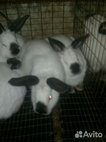 Калифорния