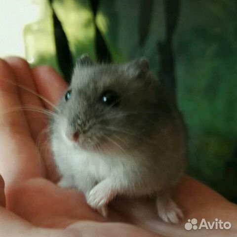 Джунгарские хомячки (клетки и аксессуары, доставка