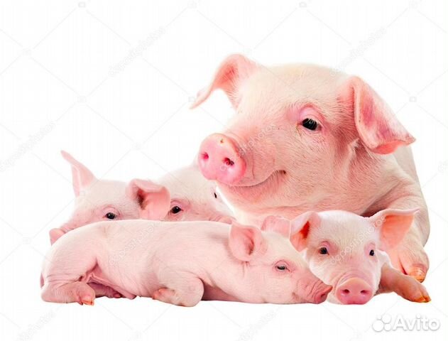 Свиноматка и хряк