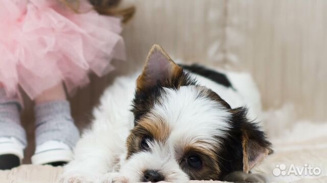 Комочки биверочки