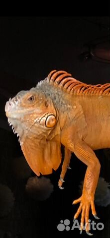Продам красную игуану