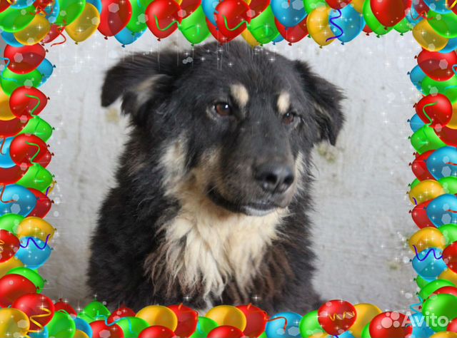 Отдадим доброго юношу Шарика из приюта