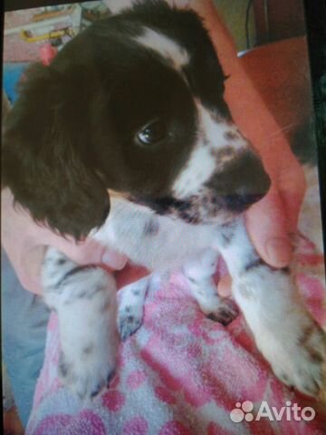 Отдам в хорошие руки