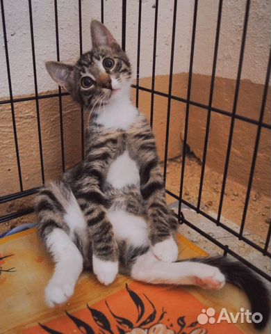 Котенок Ждун, 4 мес. Ждет очень своего Человека