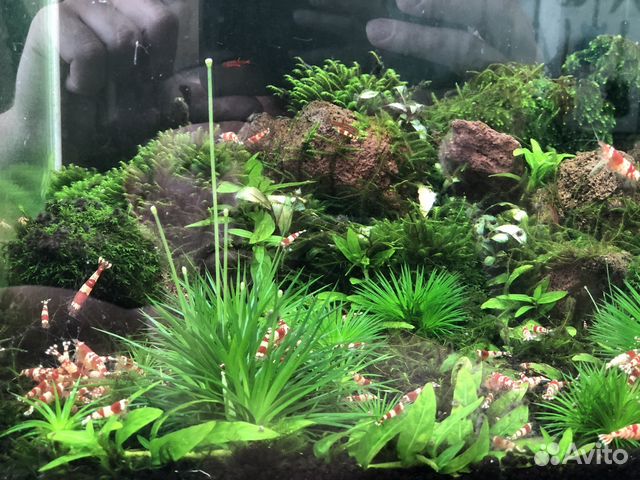 Креветки «Кристалл»