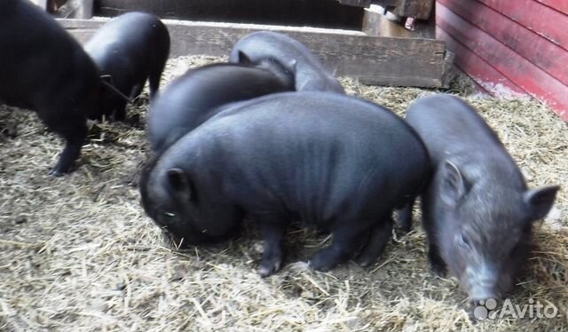 Свиноматки вьетнамские вислобрюхие