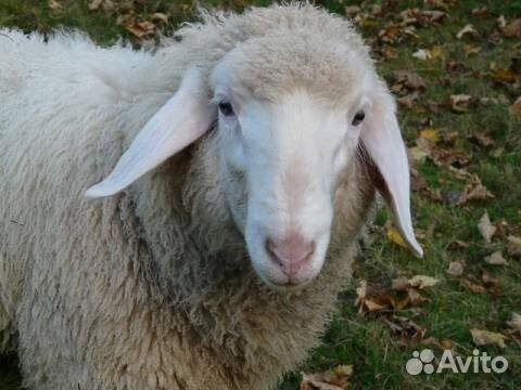 Овцы,Барашки
