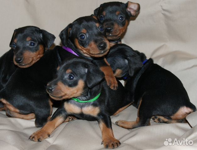 Клубные щенки цвергпинчера