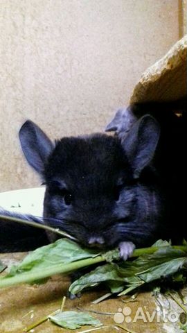 Шиншиллята черные ручные