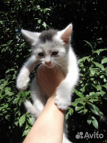 Котик-Беляшик ищет дом