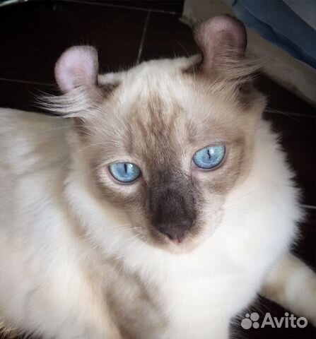 Мальчик Американский Керл