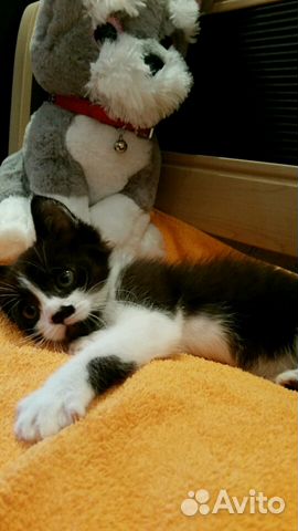 Котенок мальчик 1.5 мес