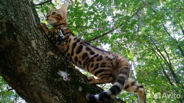 Бенгальская кошка 8 месяцев