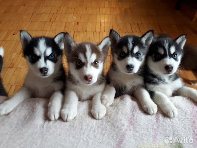 Щенки Сибирской Хаски