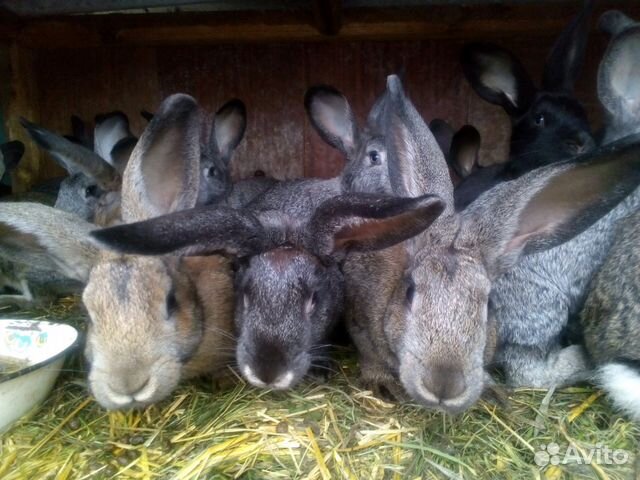 Мини ферма кроликов
