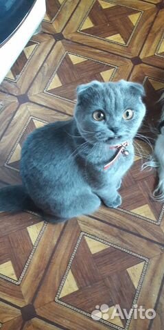 Ищем жениха