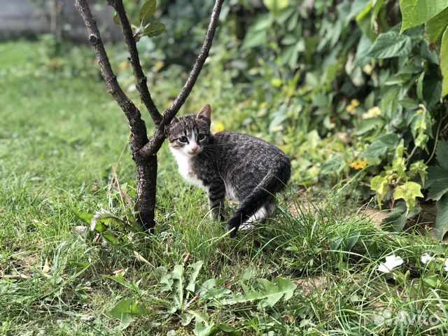 Котёнок