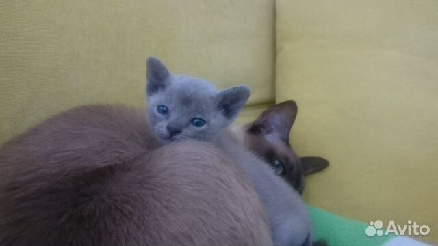 Продам котенка. Порода- Бурма