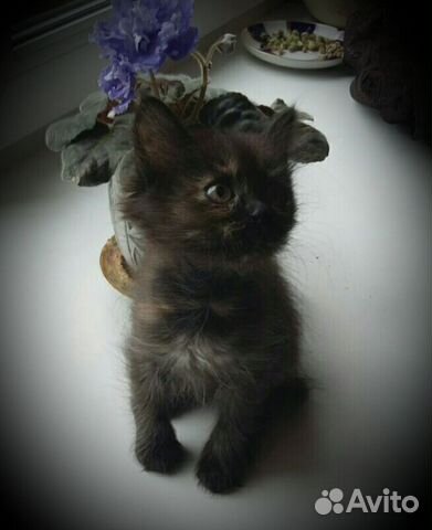 Отдам котёнка в хорошие руки