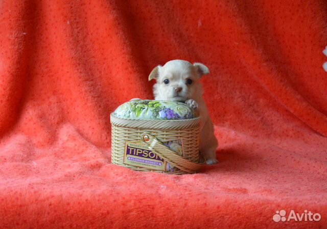 Длинношерстные светленькие красотка и красавец