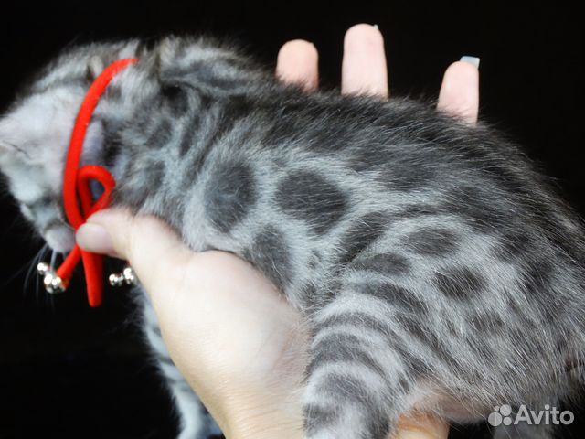 Чистопородные бенгальские котята