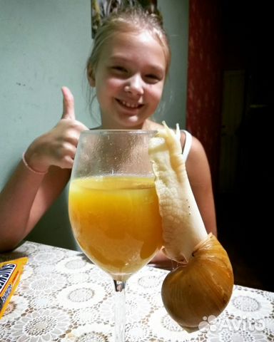 Улитки ахатины (отдам в хорошие руки) бесплатно