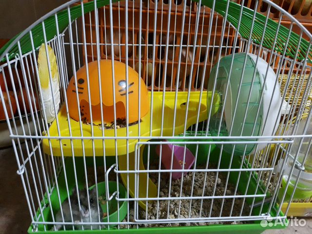 Джунгарские хомяки