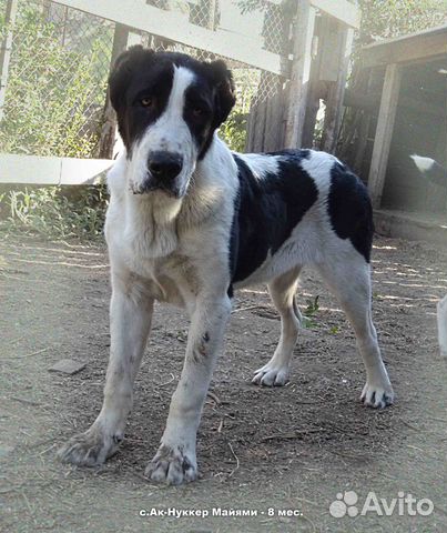 Девочка сао-подросток оч.крупная