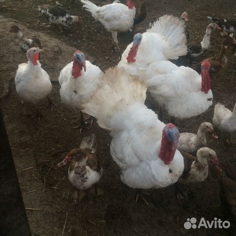 Домашняя птица