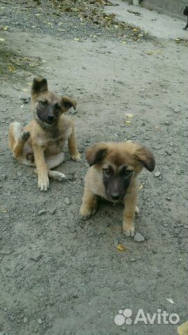 Щенки полулайки