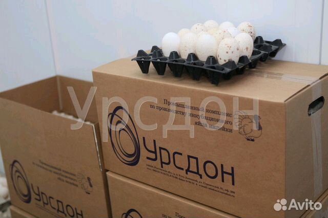 Инкубанационное яйцо индейки биг6 Урсдон