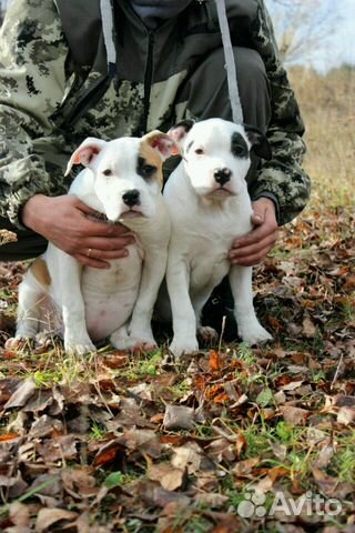 Амстаффики