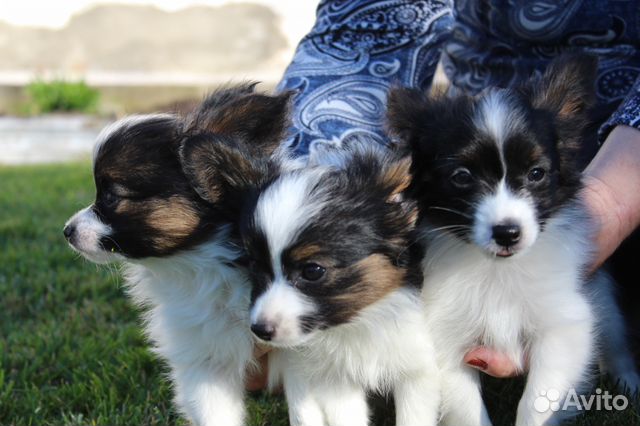 Счастье идет к вам