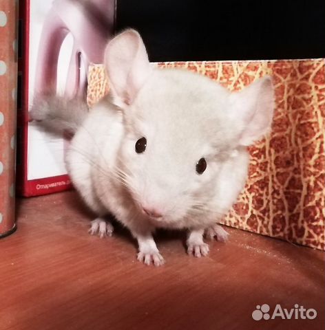 Шиншиллята, серый мальчик и белая девочка