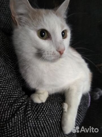 Котик с подзарядкой в ответственные руки