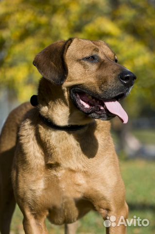 Красавец Буру (бык) метис редкой красоты и величия