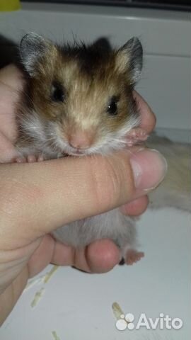 Сирийские хомяки