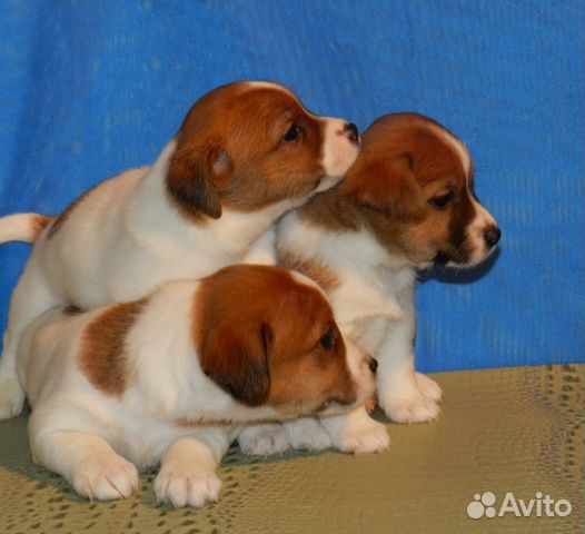 Щенки Джека Рассела Терьера