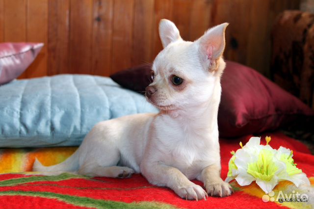 Детки-Конфетки