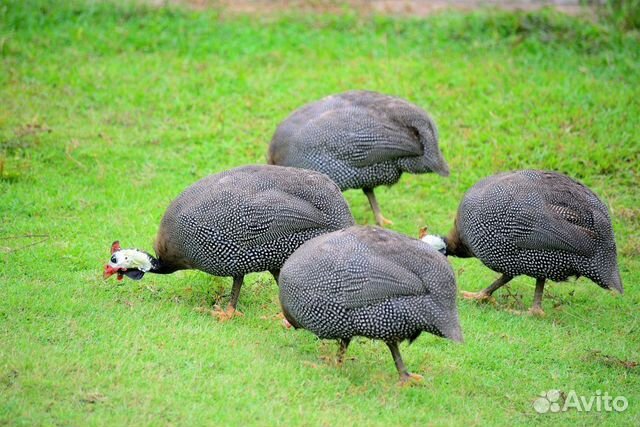 Цесарки домашние