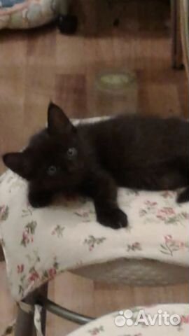 Котик - Муркотик