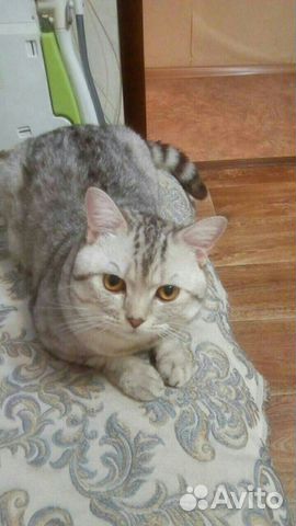 Кот британец