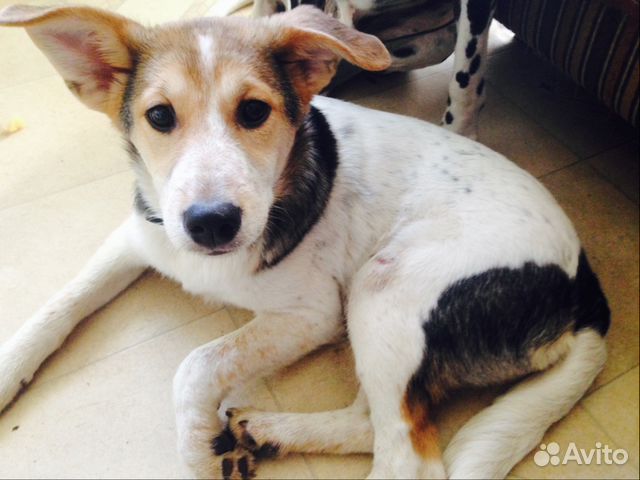 Красивый Щенок