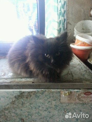 Котёнок